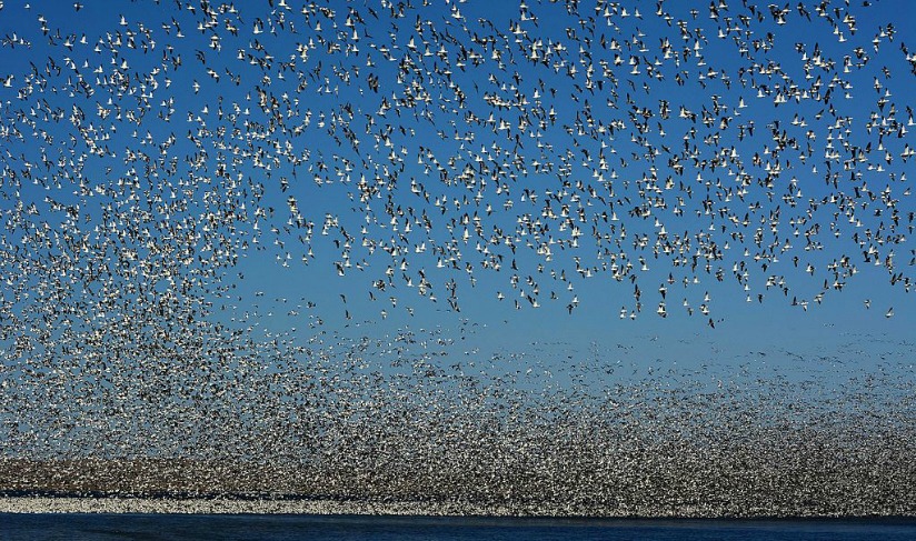 Avian Botulism Die-Offs: The Mystery Continues | Animals, People, Pathogens